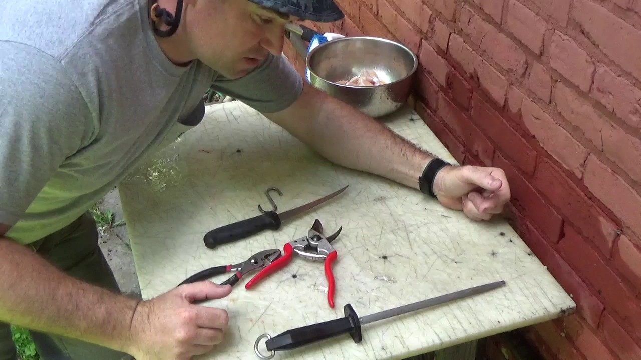 Bullfrogs: Cleaning - YouTube