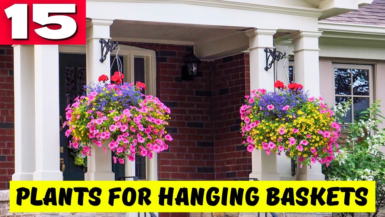 Top 15 Sun-Loving Plants for Hanging Baskets 🌞 SUN-LOVING BEAUTIES 💖 ...