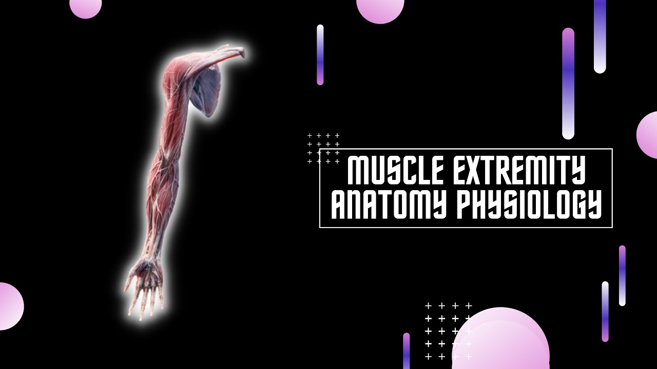 ANATOMY PHYSIOLOGY UPPER EXTREMITY MUSCLES | ANATOMI FISIOLOGI OTOT ...