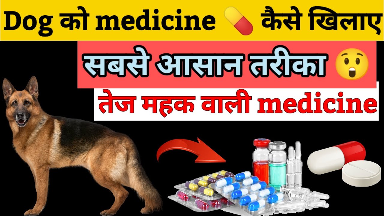 Dog ko medicine kaise khilaye | dog ko tablet kaise khilaye | dog ko ...