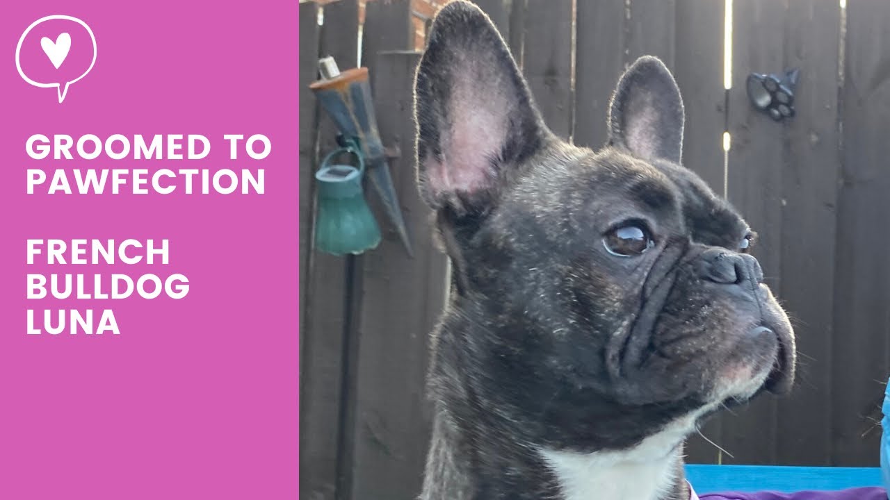 Luna. French Bulldog - YouTube