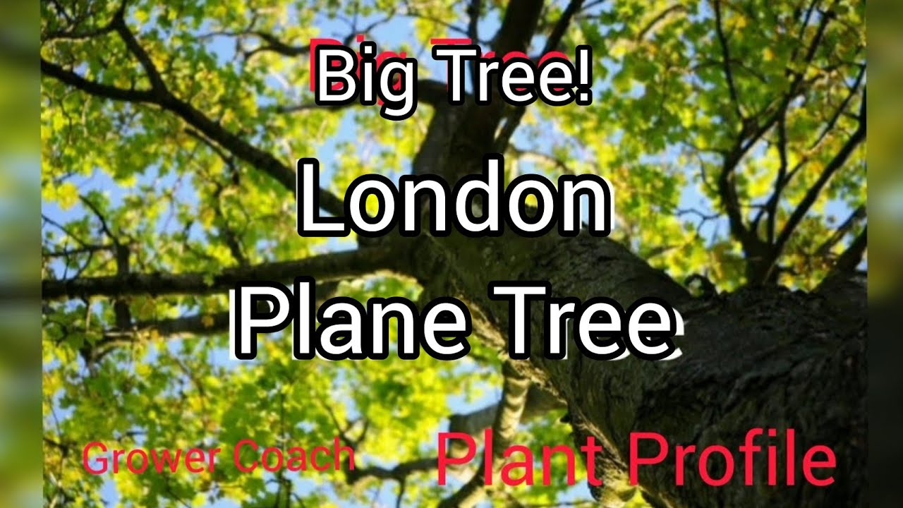 The London Plane Tree - Plant Profile - YouTube