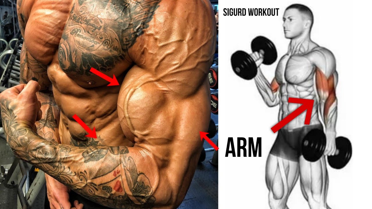 9 Best Exercises For Bigger Arms - Biceps and Triceps Forearms Workout ...
