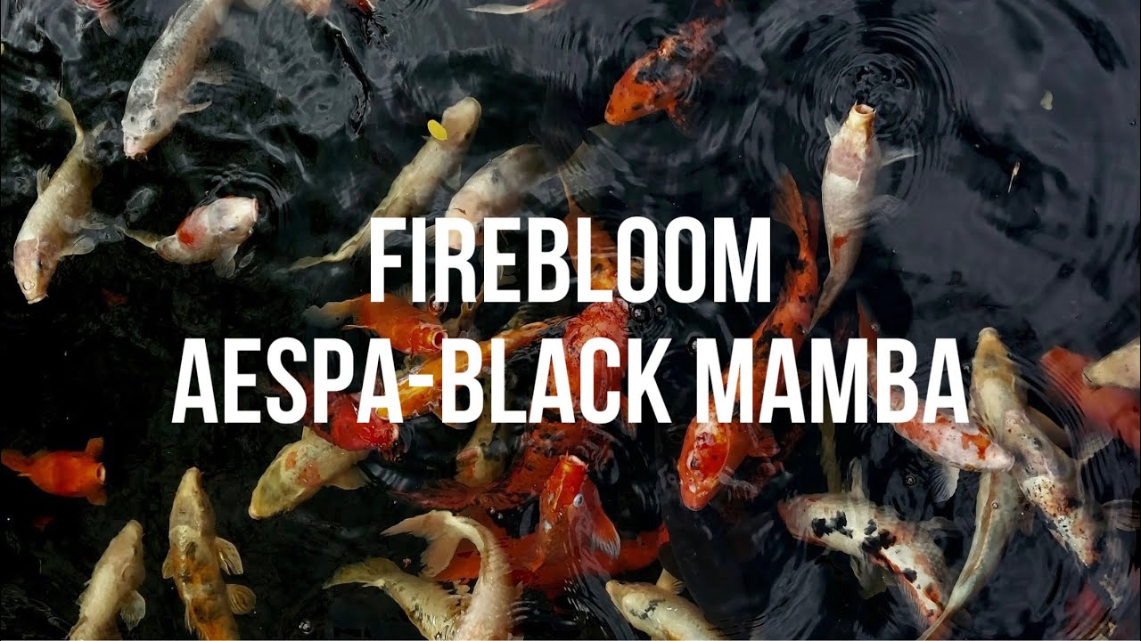 FireBloom “AESPA - Black Mamba” [A NEW MOMENT DANCE FESTIVAL] - YouTube