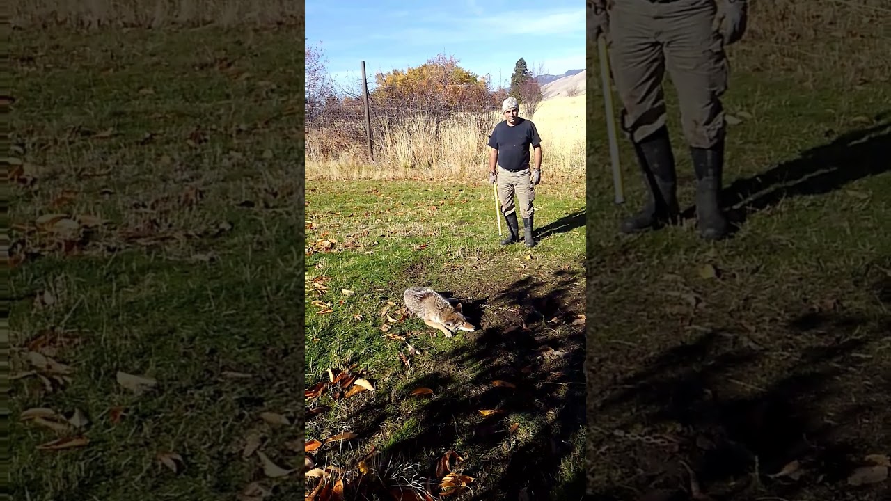Dispatching a coyote without blood at your set,NE Oregon Oct 2017 - YouTube