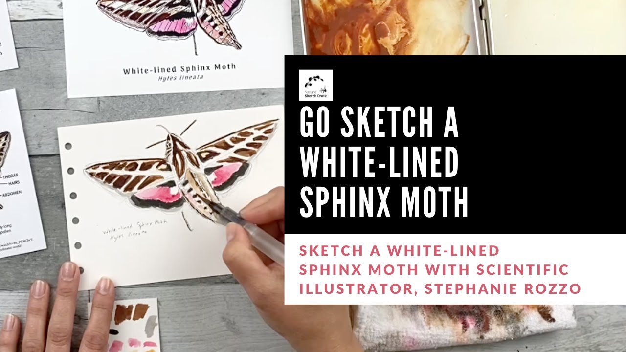 Sphinx Moth Drawing