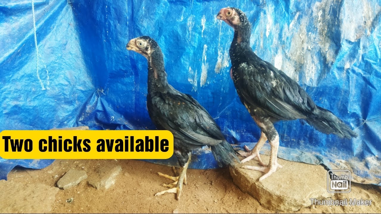 Two chicks available parrot beak long tail breed - YouTube