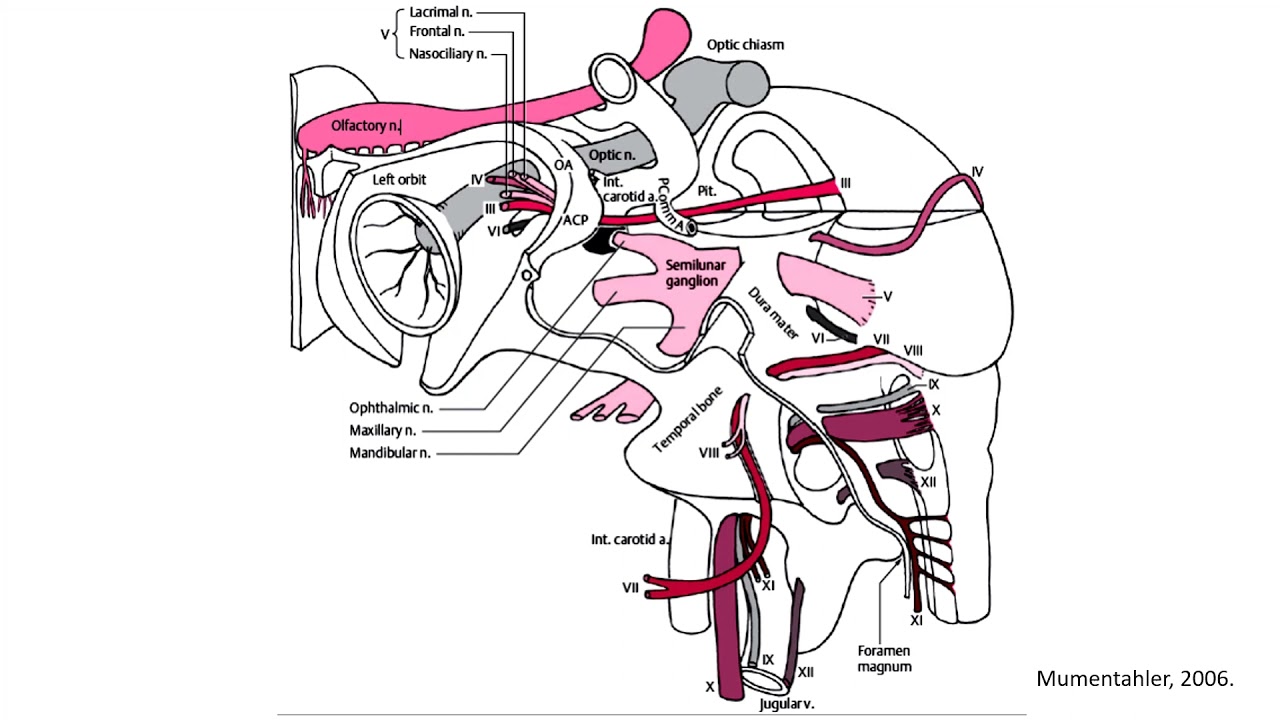 Aula - Nervos cranianos do forame jugular e nervo hipoglosso - YouTube