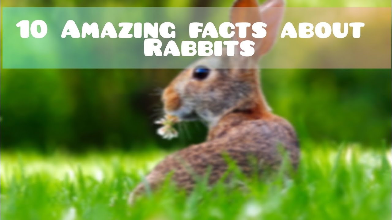 10 Amazing facts about Rabbits - YouTube