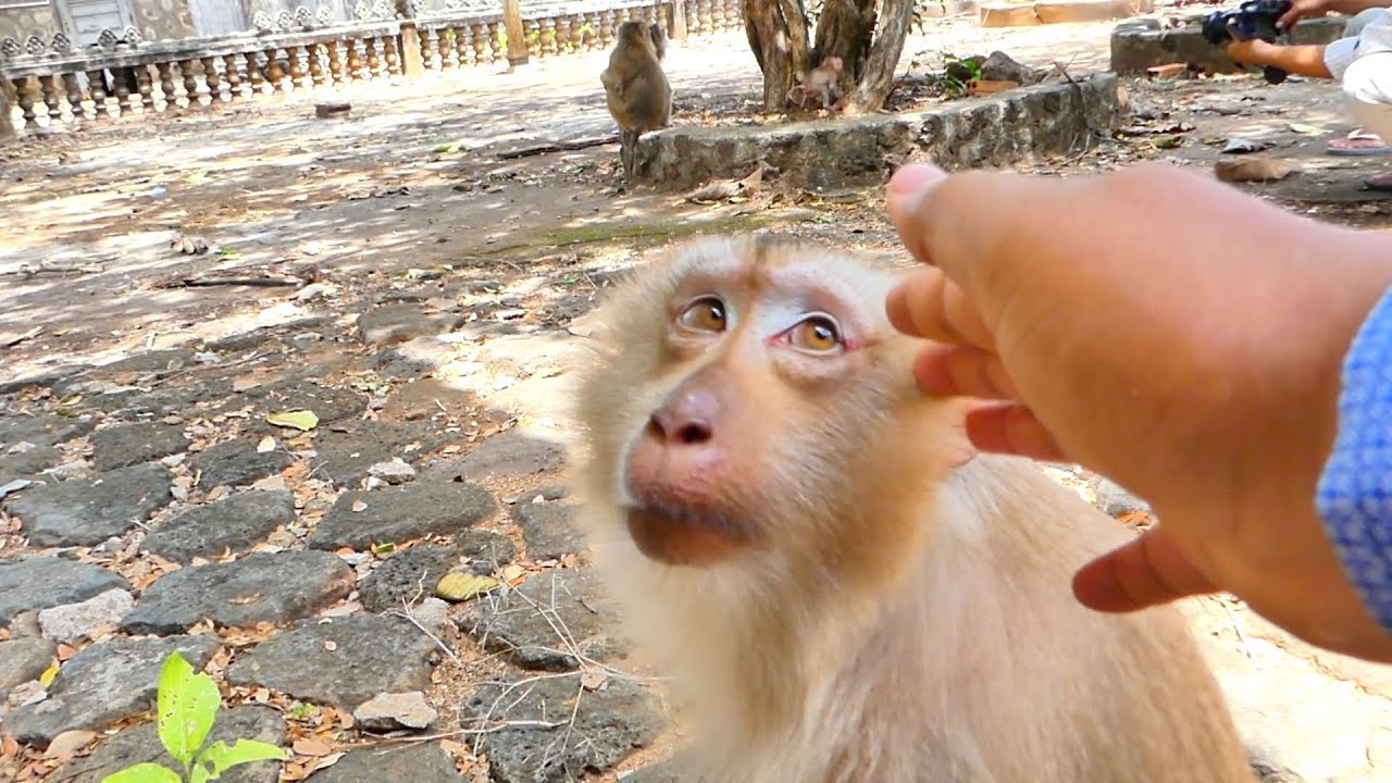 Young Mother Monkey Sarika has a good relationship with Mother Monkey SASHA and ROZY - YouTube