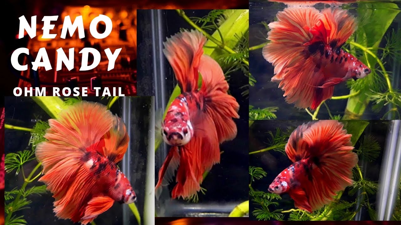 Nemo Candy Rose Tail OHM Male #bettafish - YouTube