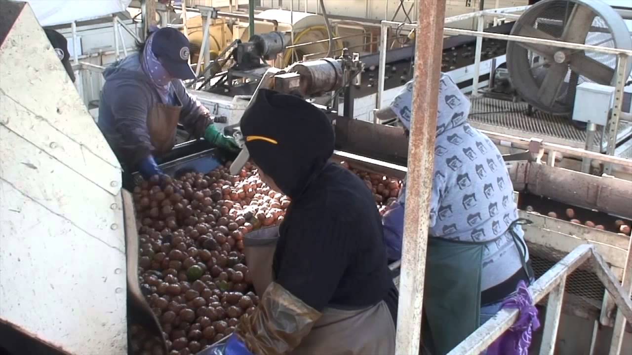 Moody Walnut Dryer Trailer 1 - YouTube