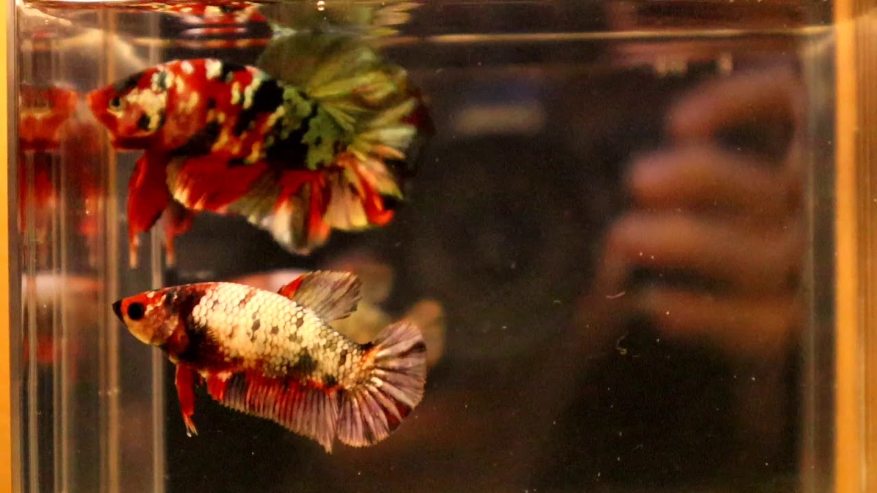 1 Pair Ikan Cupang Red Koi Copper Gold Top Grade 1 Pair - YouTube