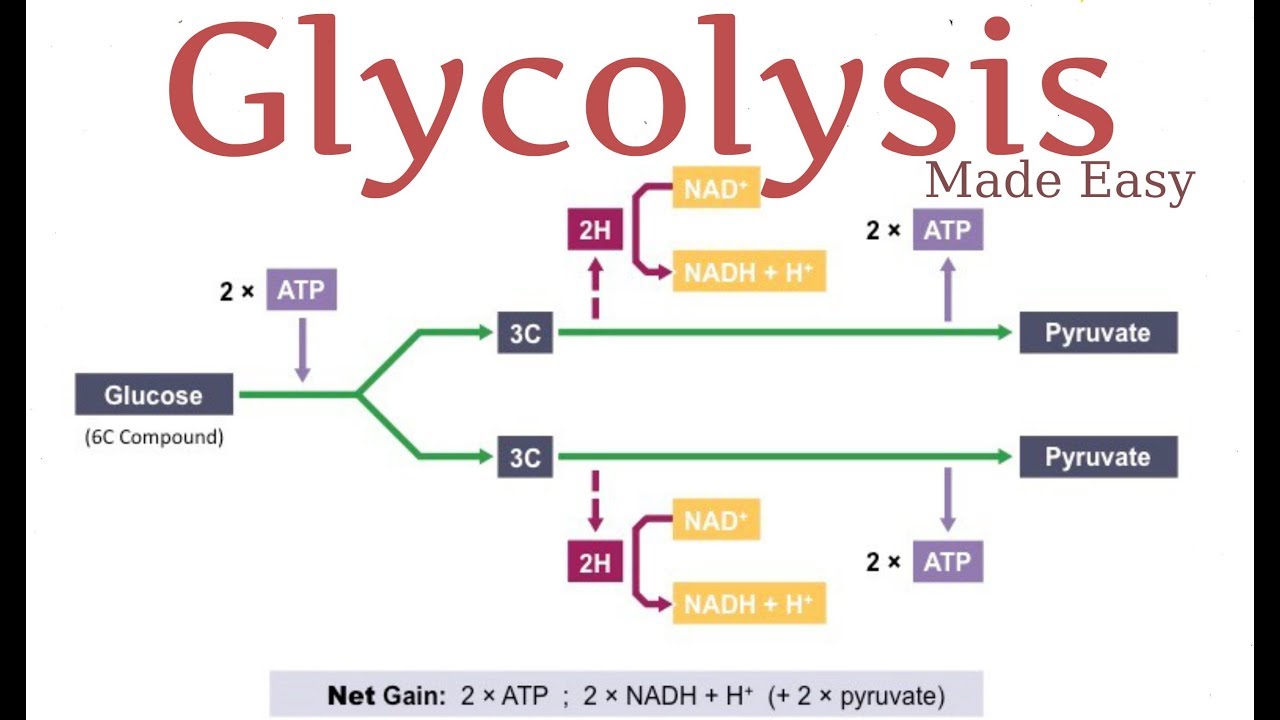 Glycolysis Easy Explained Biochemistry Youtube