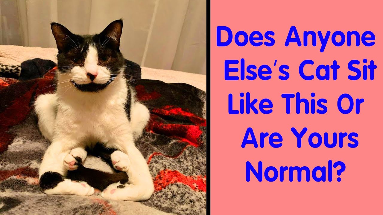 “What’s Wrong With Your Cat?” Online Group Has Owners Posting Pics Of ...