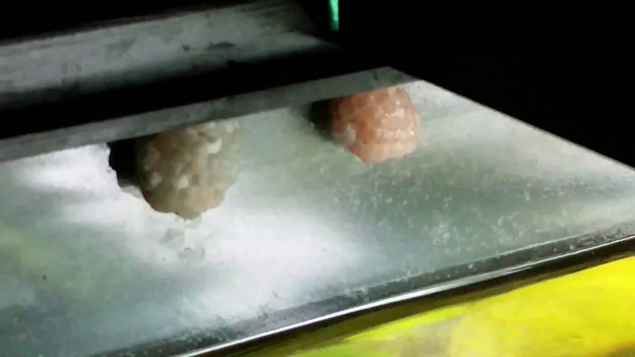 Alien Body Snatcher Pods? or Mystery Snail Eggs? - YouTube