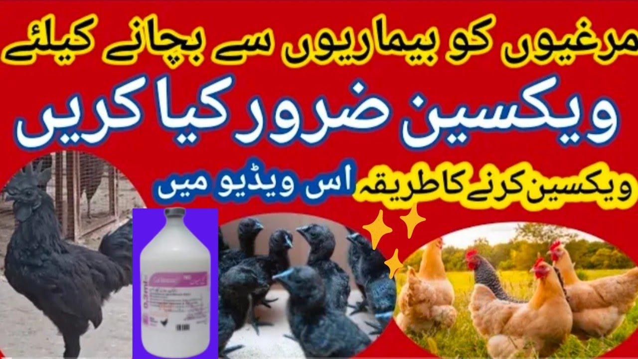 مرغیوں کی ویکسینHow to vaccinate l Gallimune-ND اور ویکسین کا مکمل ...