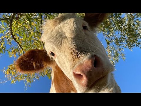 A poem on 'Cow Dung' || Jitu Baruah|| - YouTube