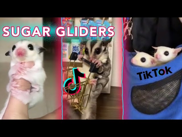 Cute Sugar Glider Memes GliderGossip Caption Fun 7: Glider Meme