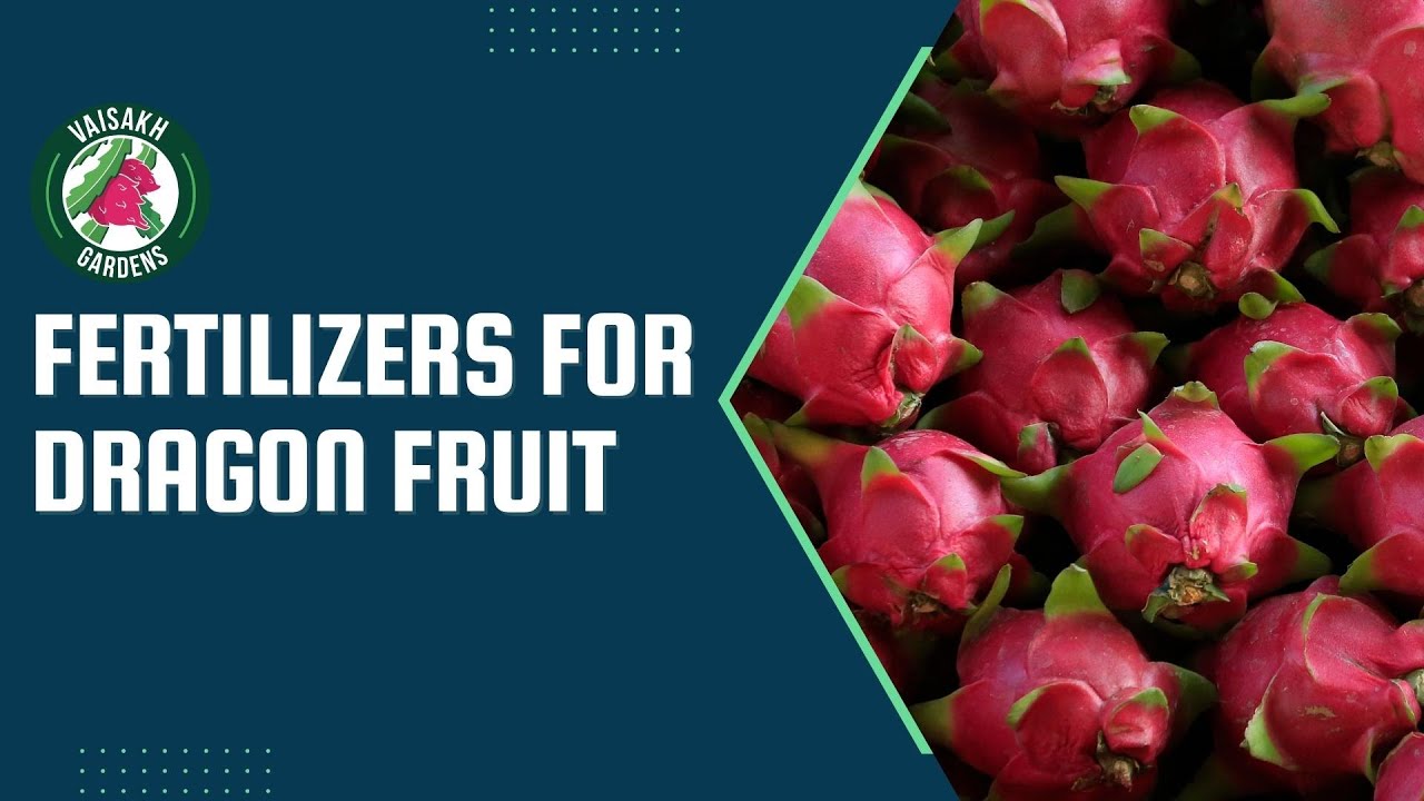 Dragon Fruit Fertilizer | J. Vijayan - YouTube