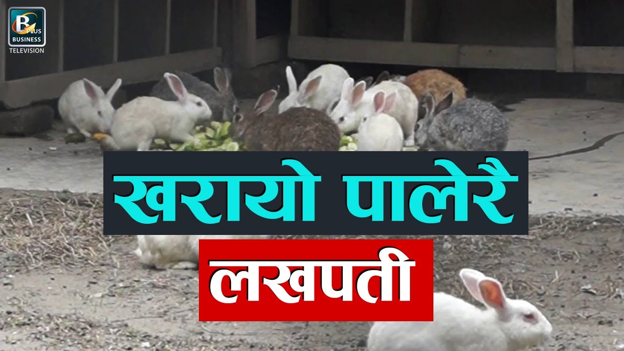 खरायो पालेरै लखपती! Kharayo Palan Kasari Garne | Rabbit Farming in ...