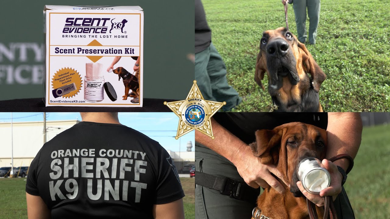 OCSO K9s use scent kits to find missing persons - YouTube