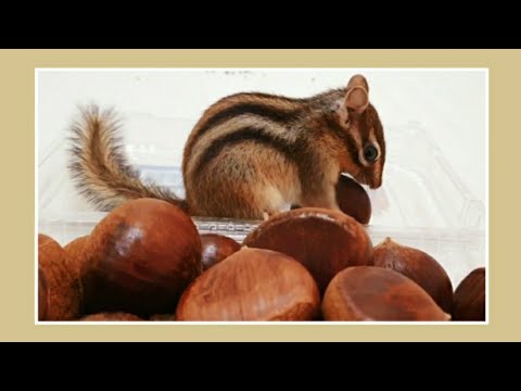 무거운 밤을 옮기는 다람쥐 Chipmunk carries chestnuts to its nest - YouTube