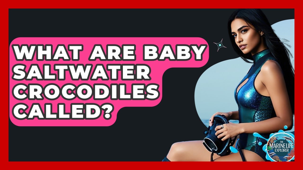 What Are Baby Saltwater Crocodiles Called? - The Marine Life Explorer - YouTube