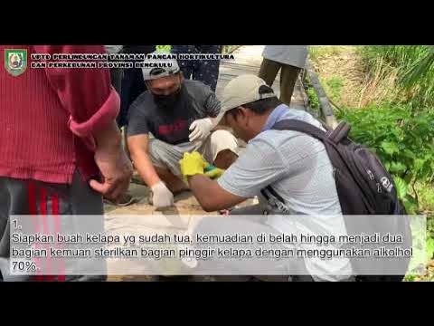Eksplorasi APH pada Kegiatan P4 di Provinsi Bengkulu - YouTube