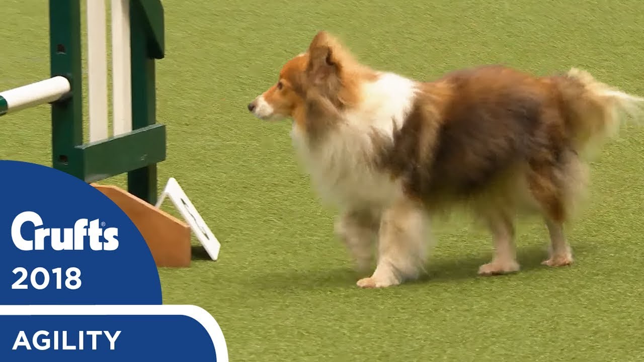 Agility - Crufts Team - Small Final Part 1 | Crufts 2018 - YouTube