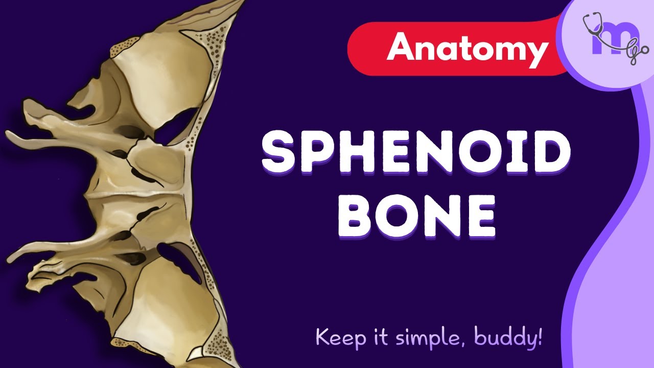 Sphenoid Bone | Greater and Lesser Wings | Surfaces | Processes ...