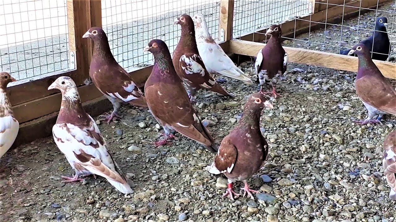 MEULEMANS RACING PIGEONS FARMA PIGEONS IN THE BACKYARD-TIL 6982003778 ...