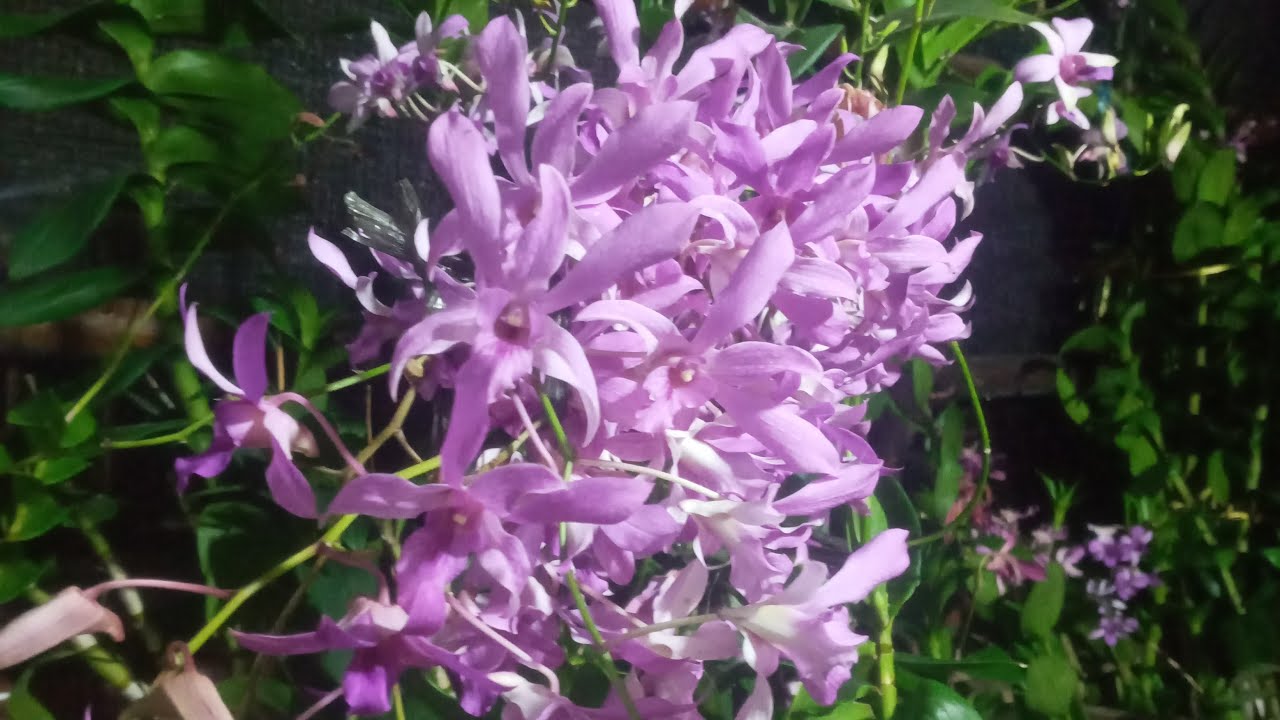 Live Anggrek Jadul Azima Lidah Putih Rumpun Jumbo!! - YouTube