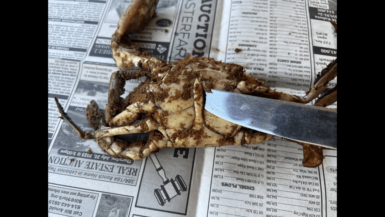 How to Pick a Blue Crab (From a Marylander) - YouTube