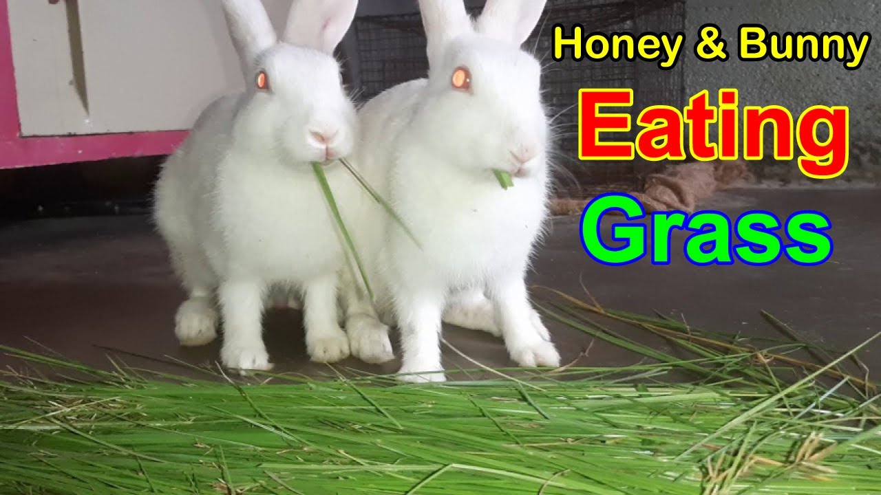 Honey & Bunny (Rabbit) Eating Green Grass | #2 - YouTube