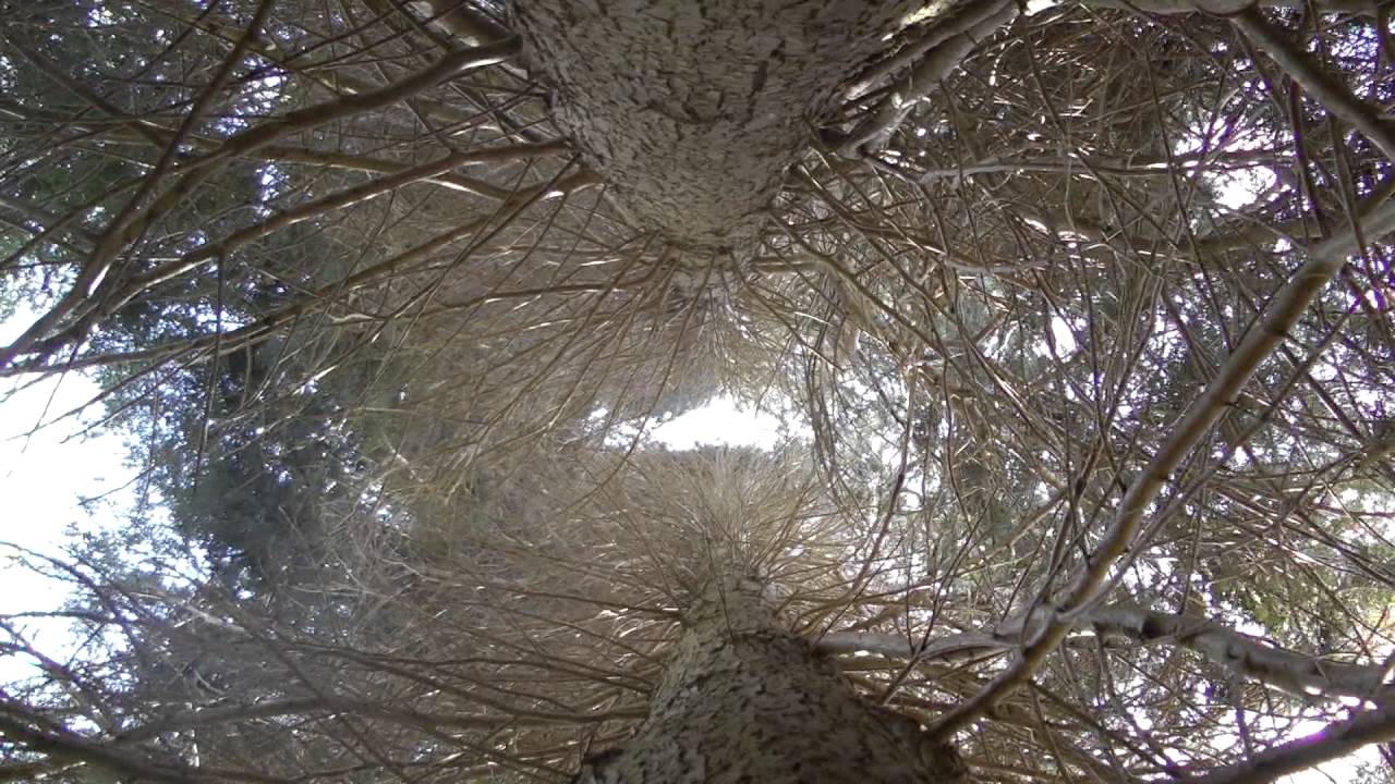 ROYALTY FREE VIDEO FOOTAGE : Tree From Bottom Looking Up NO FEE - YouTube