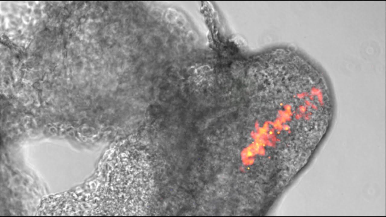 Stem Cell Discovery Offers Potential For Regenerative Medicine - YouTube