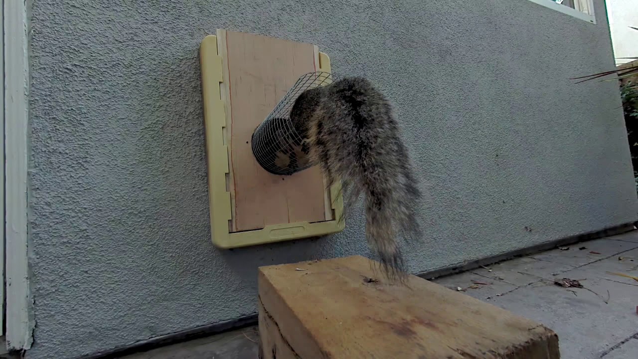 Squirrel Door 6-30 - YouTube