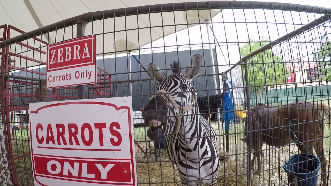 Georgia State Fair - Hampton, GA - YouTube