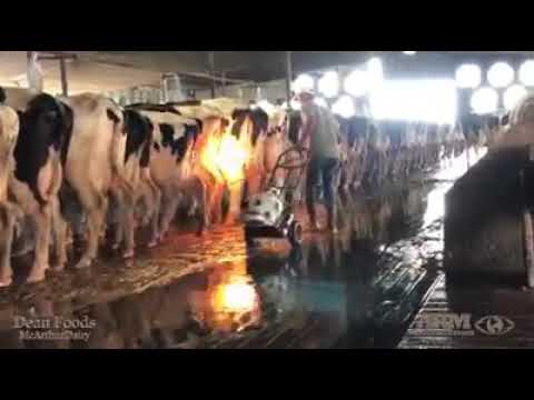 Most Evil Cruelty in American European Cow & Dairy Industries - YouTube