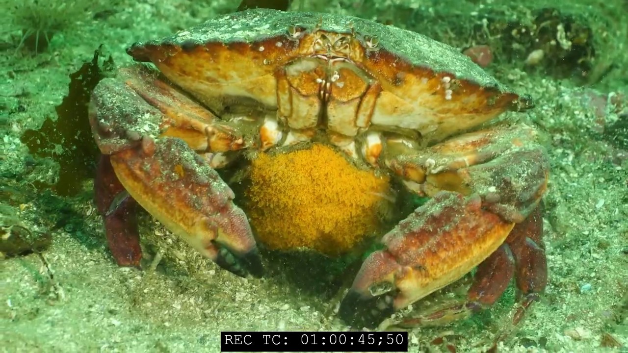 Gravid Red rock crab cancer productus walking 4K stock footage - YouTube