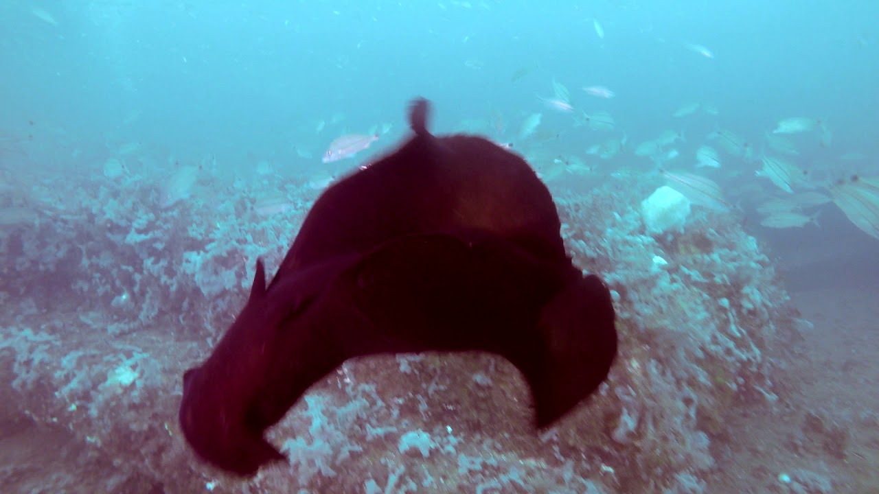 Spanish Dancer Sea Slug - YouTube