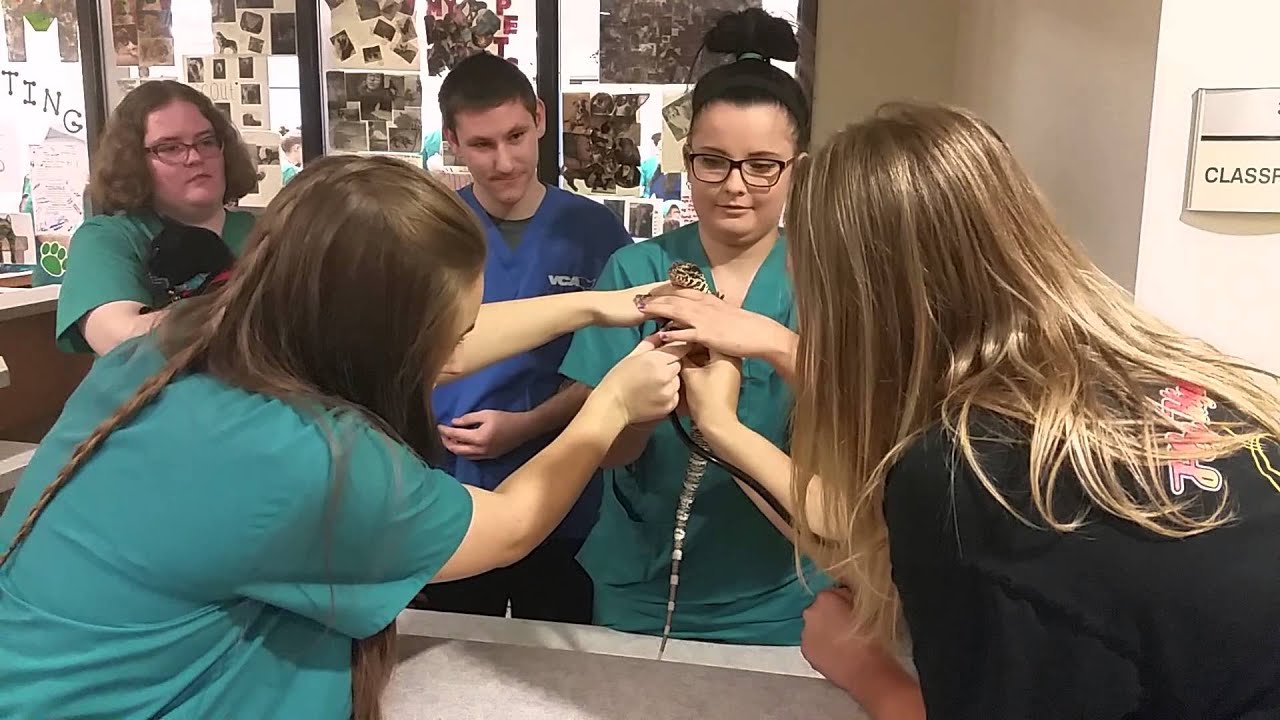EVIT Veterinary Assistant students help #BrittAtEVIT hear a heartbeat ...