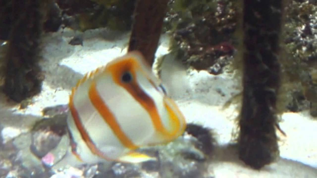 Aquarium Fish Videos For Kids - YouTube