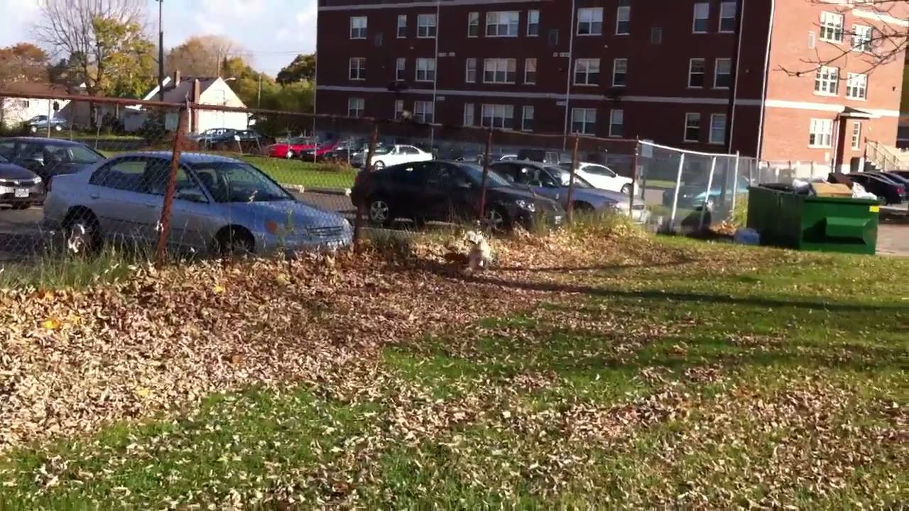 Jessie - loves chasing squirrels - YouTube