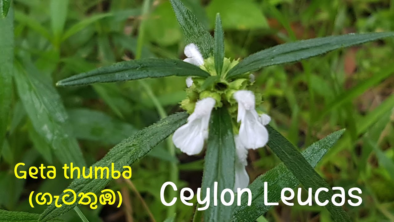 [Sri Lanka Wildflowers]#열대식물#Leucas zeylanica#Ceylon slitwort#Ceylon ...