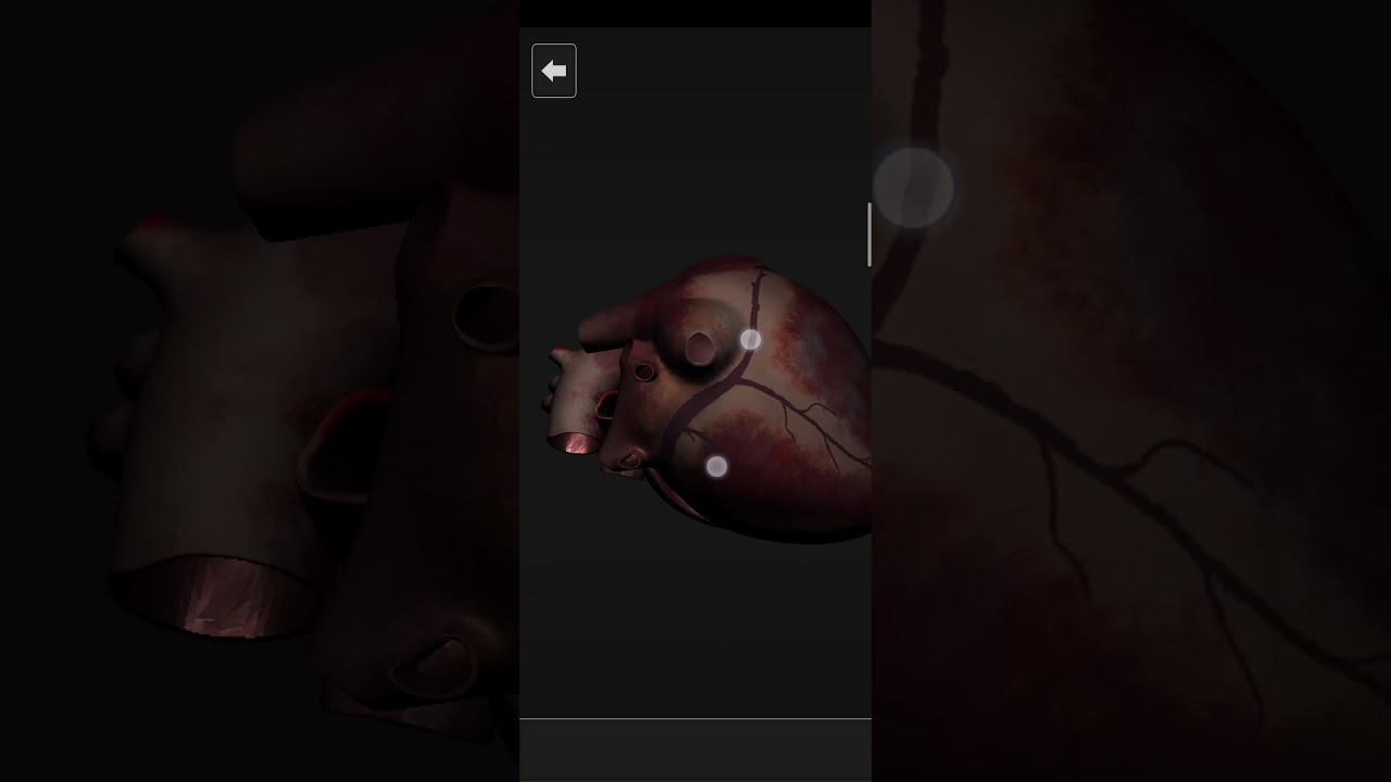 Female Anatomy : Woman Body Visualizer - YouTube