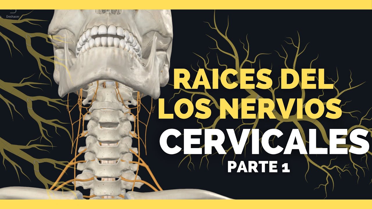 Raices de los nervios CERVICALES | Parte 1 | Anatomia en Enfermeria ...
