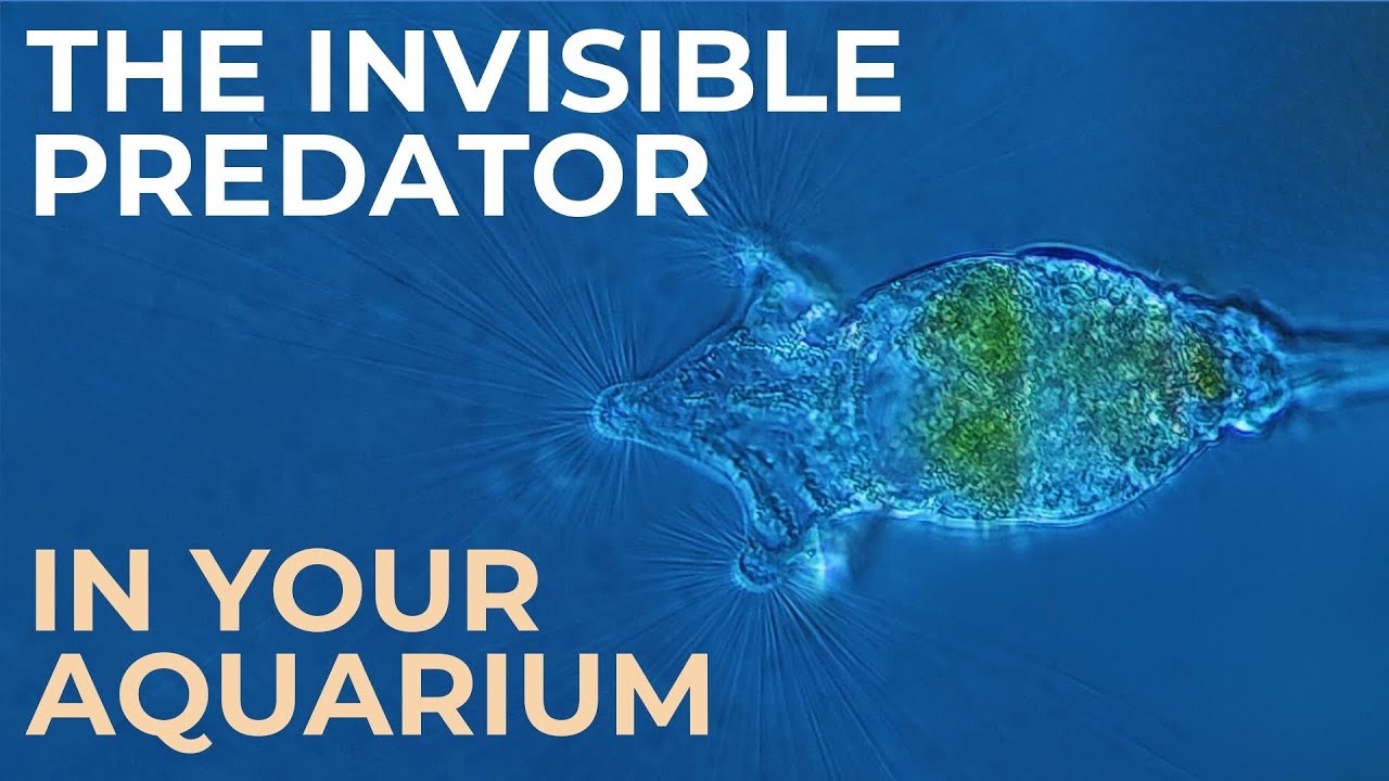 The Invisible Predator In Your Aquarium • Collotheca ornata - YouTube