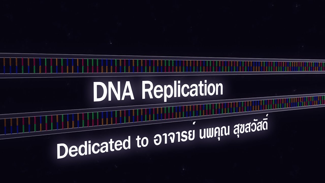 การจำลอง DNA (DNA Replication) - YouTube